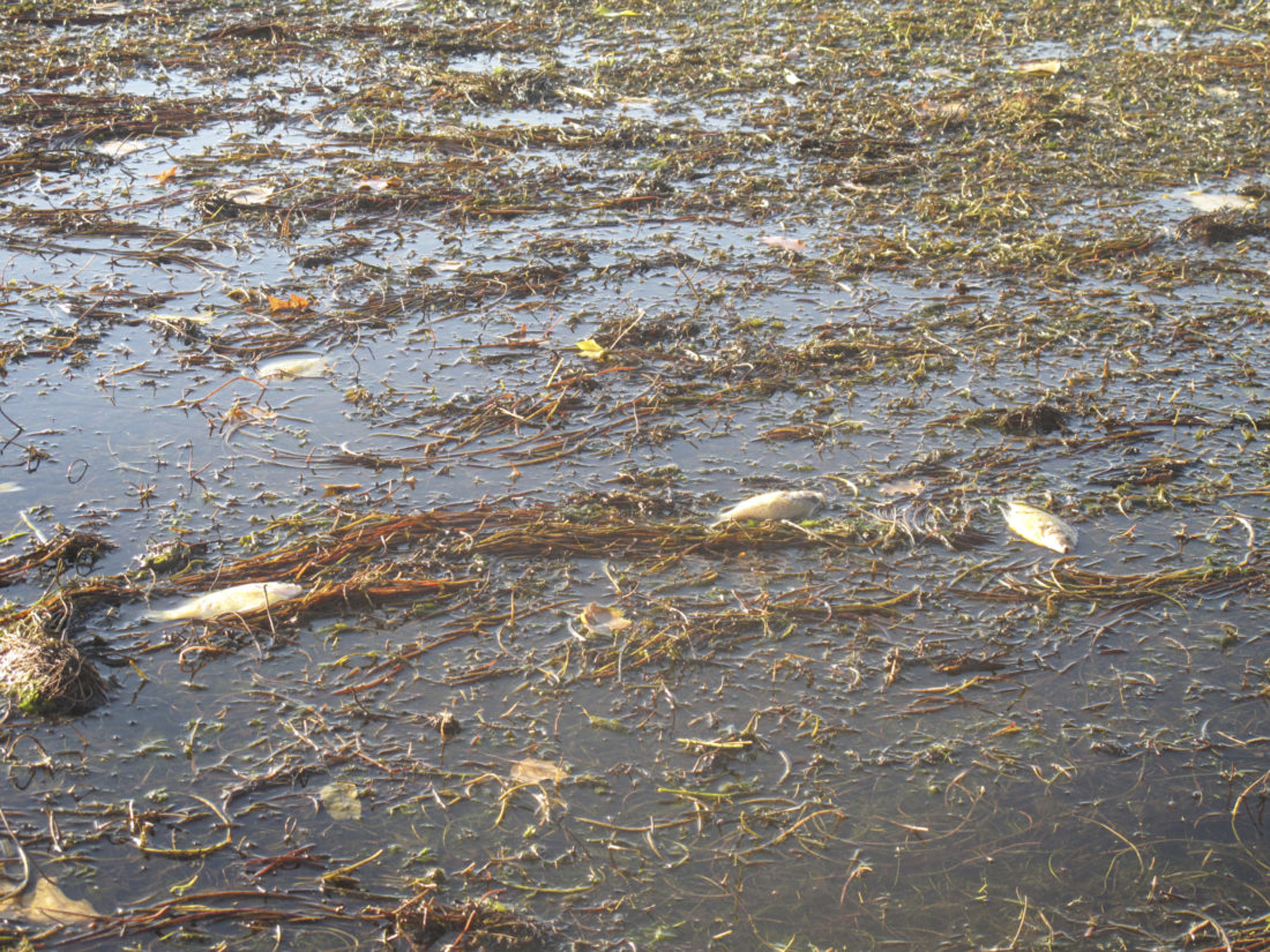 Lake groups respond to Burtis Bay fish kill | News, Sports, Jobs ...